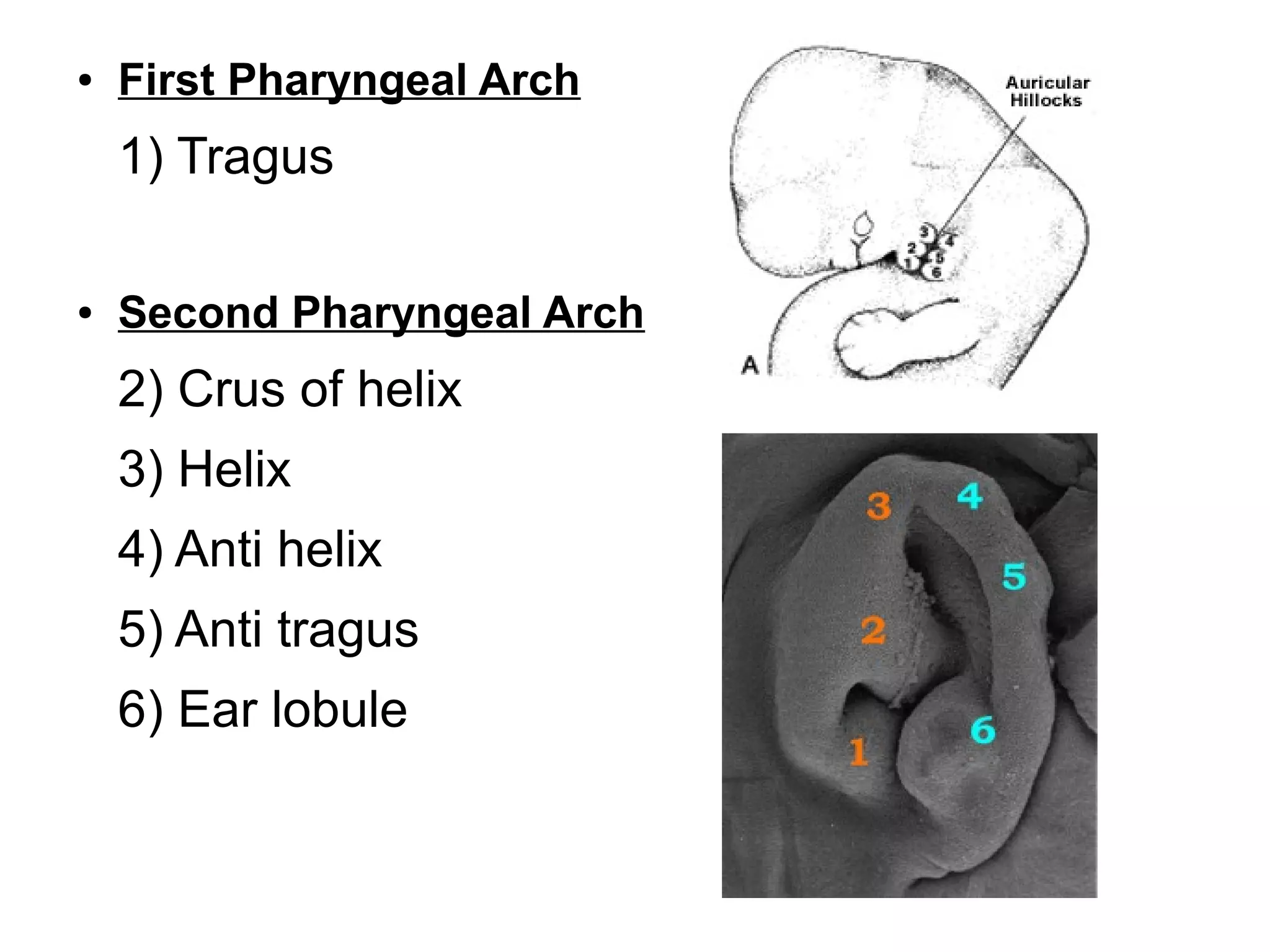 Anatomy & embryology ext ear & middle ear | ODP | Death, Injury, or ...