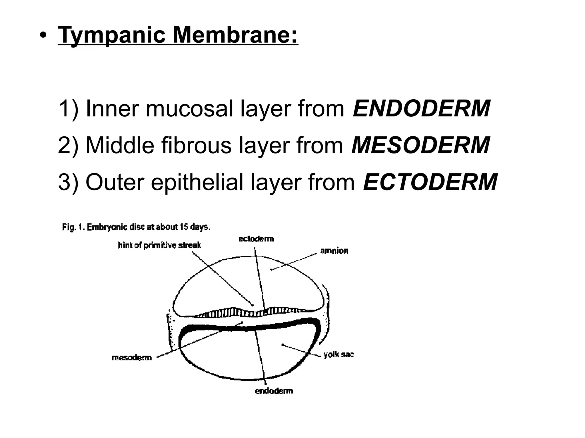 Anatomy & embryology ext ear & middle ear | ODP
