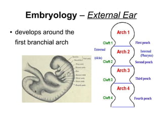 Anatomy & embryology ext ear & middle ear | ODP