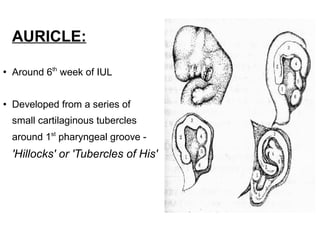 Anatomy & embryology ext ear & middle ear | ODP