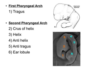 Anatomy & embryology ext ear & middle ear | ODP