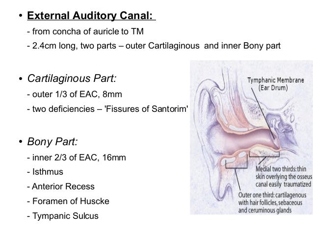 Anatomy & embryology ext ear & middle ear