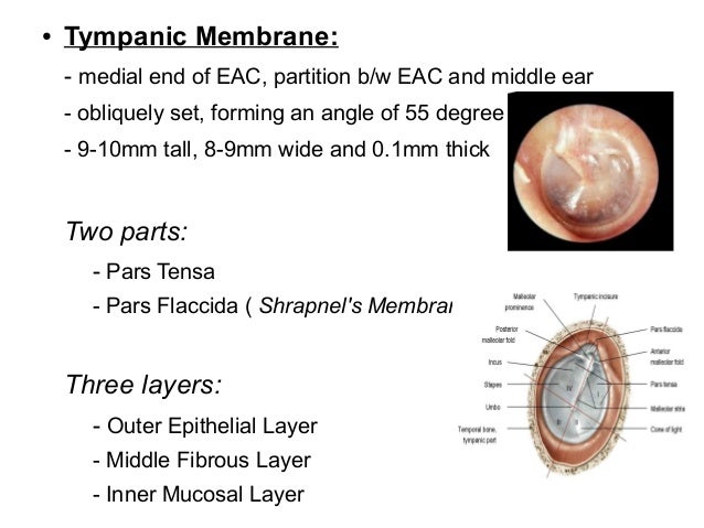 Anatomy & embryology ext ear & middle ear