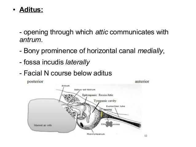 Anatomy & embryology ext ear & middle ear