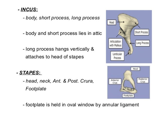 Anatomy & embryology ext ear & middle ear