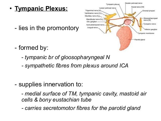 Anatomy & embryology ext ear & middle ear