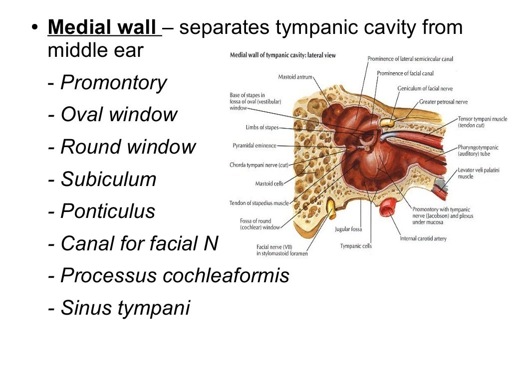 Anatomy & embryology ext ear & middle ear