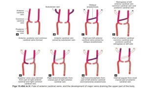 ANATOMY EMBRYOLOGY AND IMAGING OF SVC.pptx