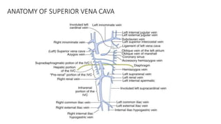 ANATOMY EMBRYOLOGY AND IMAGING OF SVC.pptx