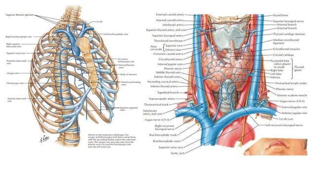 ANATOMY EMBRYOLOGY AND IMAGING OF SVC.pptx