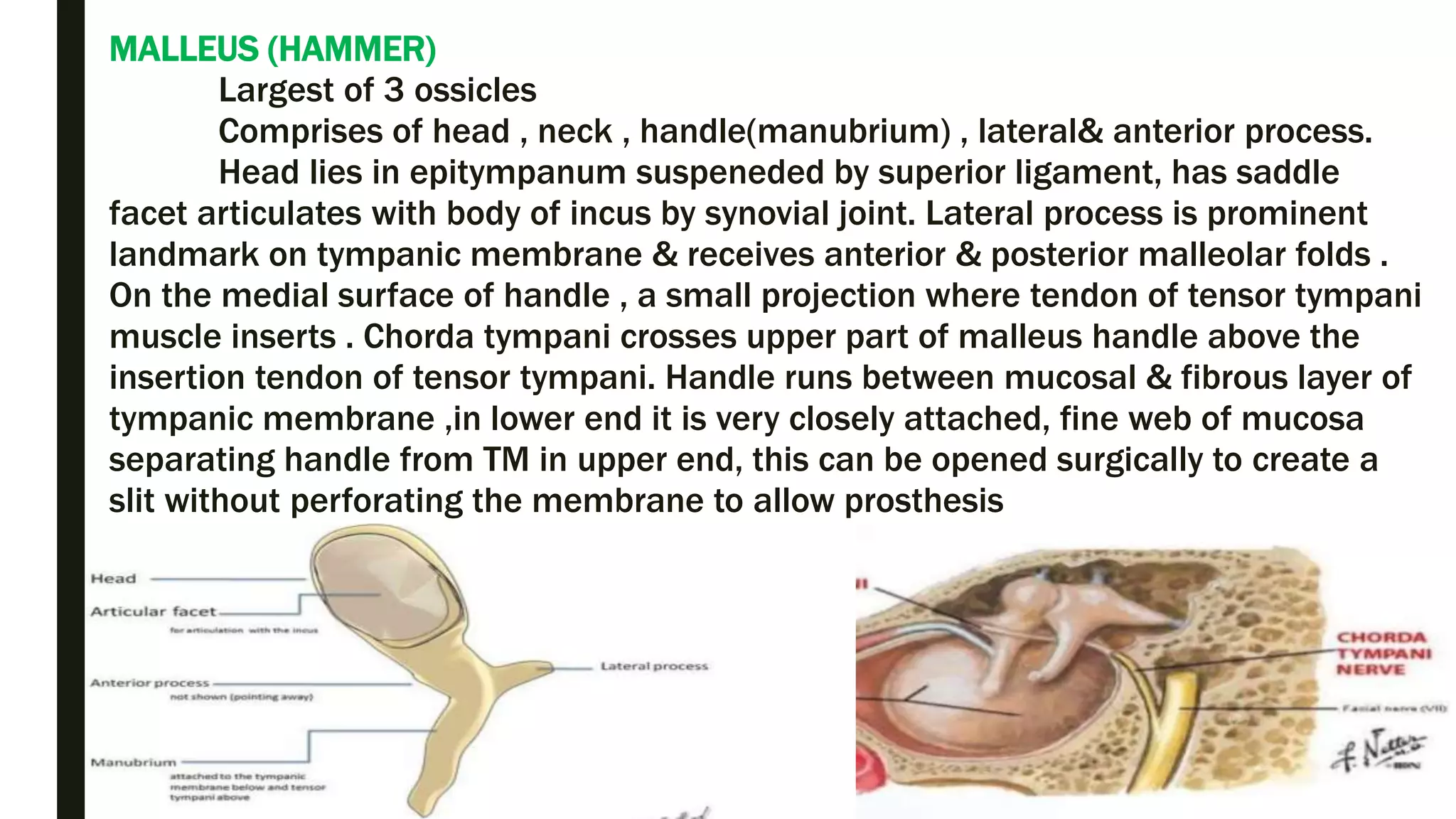 Anatomy & embryology of external & middle ear | PPTX