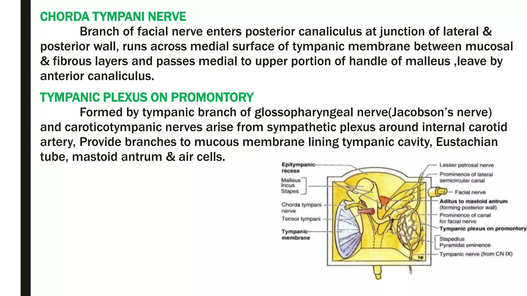 Anatomy & embryology of external & middle ear | PPTX