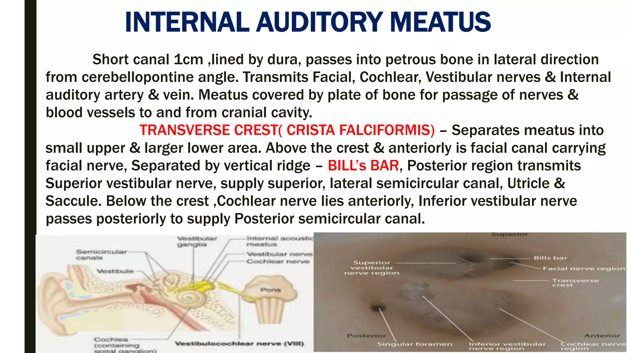 Anatomy & embryology of external & middle ear | PPTX