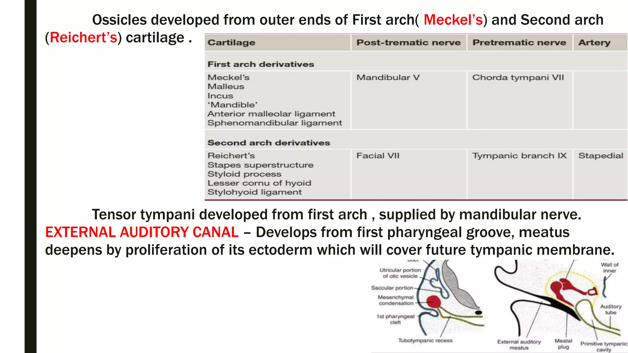Anatomy & embryology of external & middle ear | PPTX