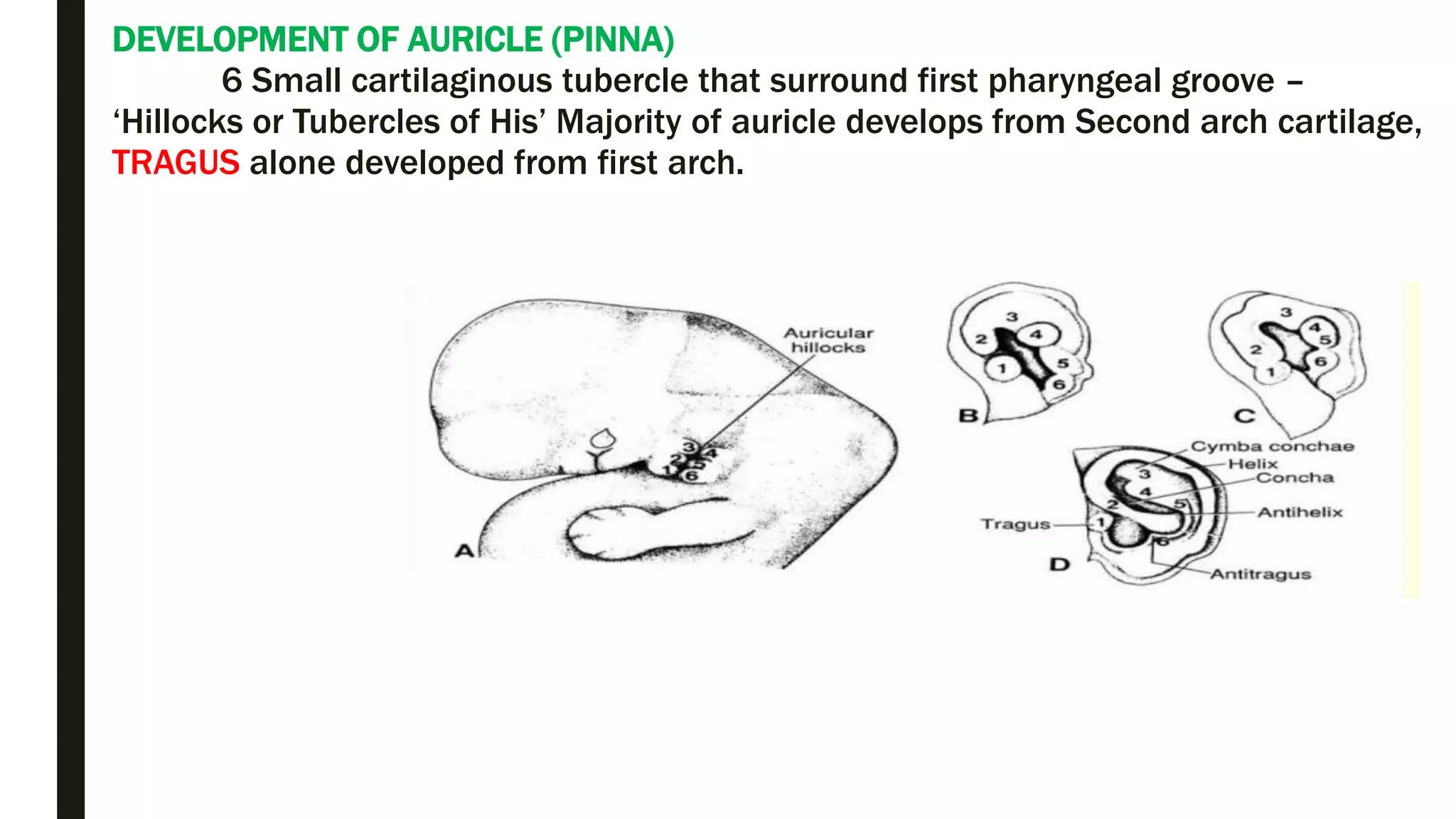Anatomy & embryology of external & middle ear | PPTX