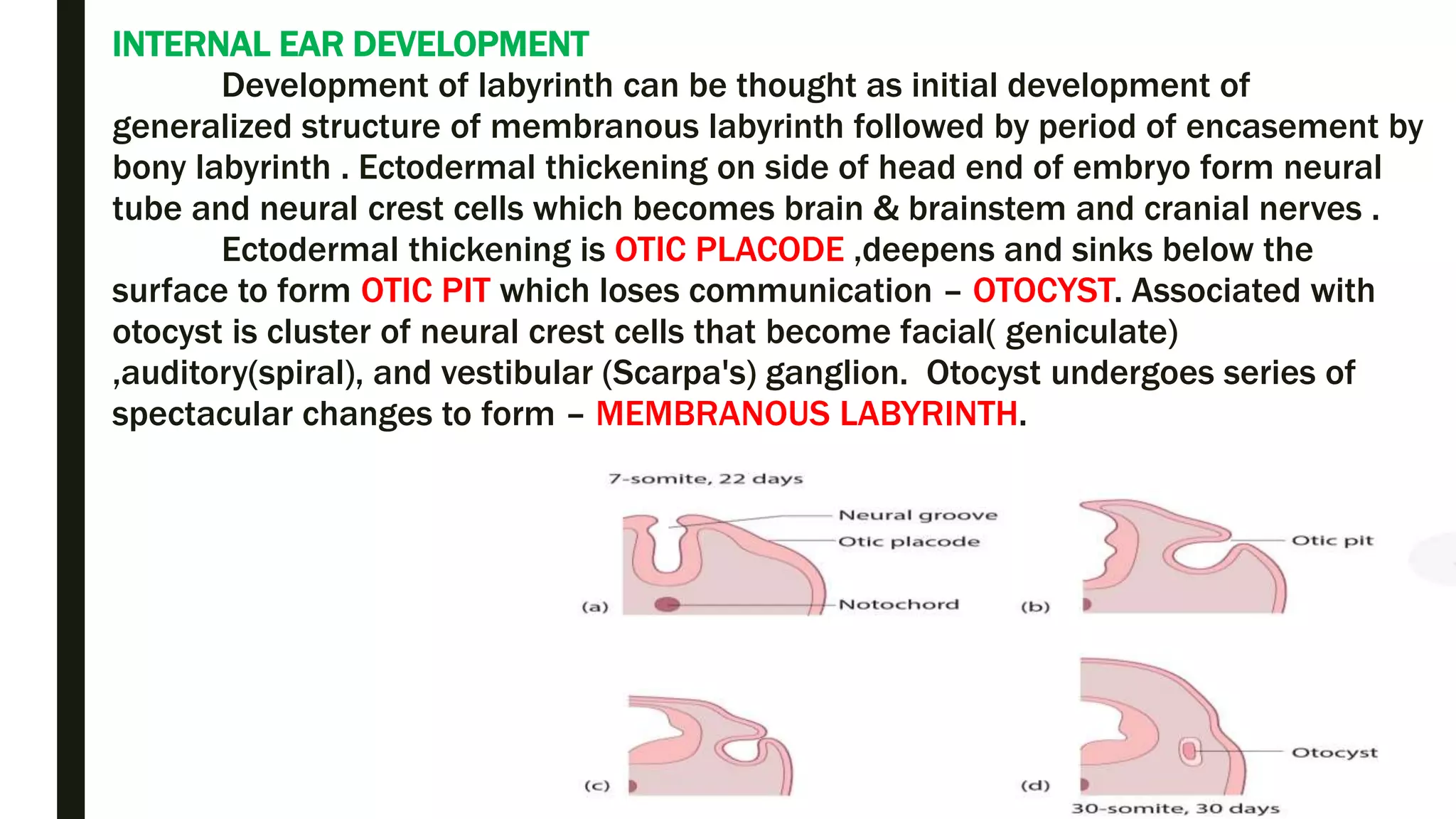 Anatomy & embryology of external & middle ear | PPTX