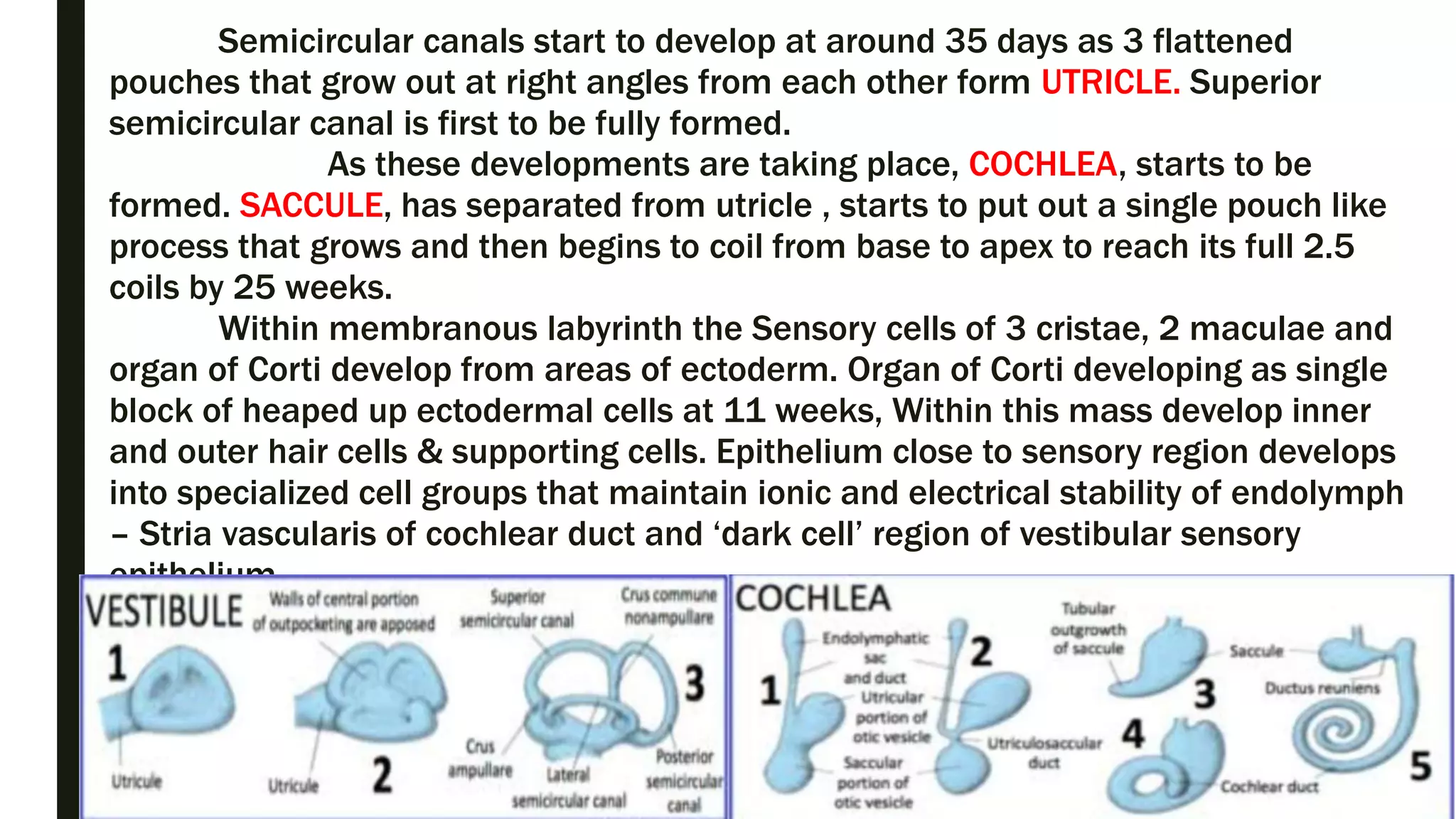 Anatomy & embryology of external & middle ear | PPTX