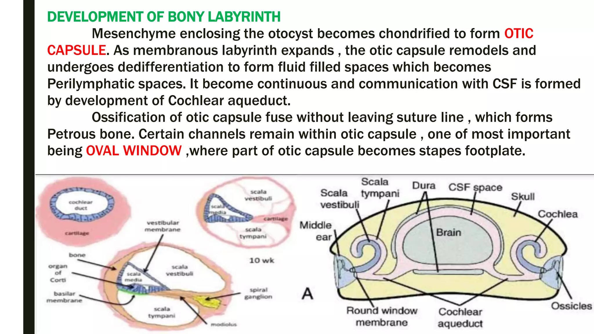 Anatomy & embryology of external & middle ear | PPTX