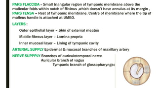 Anatomy & embryology of external & middle ear | PPT