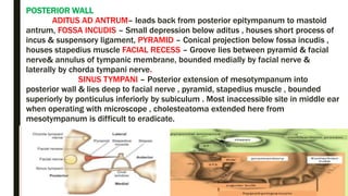 Anatomy & embryology of external & middle ear | PPT