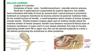 Anatomy & embryology of external & middle ear | PPT