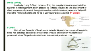 Anatomy & embryology of external & middle ear | PPT