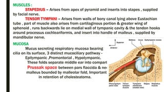 Anatomy & embryology of external & middle ear | PPT