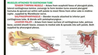 Anatomy & embryology of external & middle ear | PPT