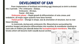 Anatomy & embryology of external & middle ear | PPT