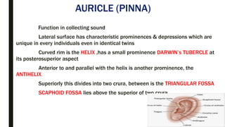 Anatomy & embryology of external & middle ear | PPT