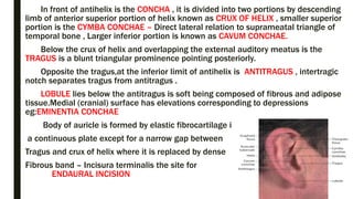 Anatomy & embryology of external & middle ear | PPT