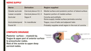Anatomy & embryology of external & middle ear | PPT