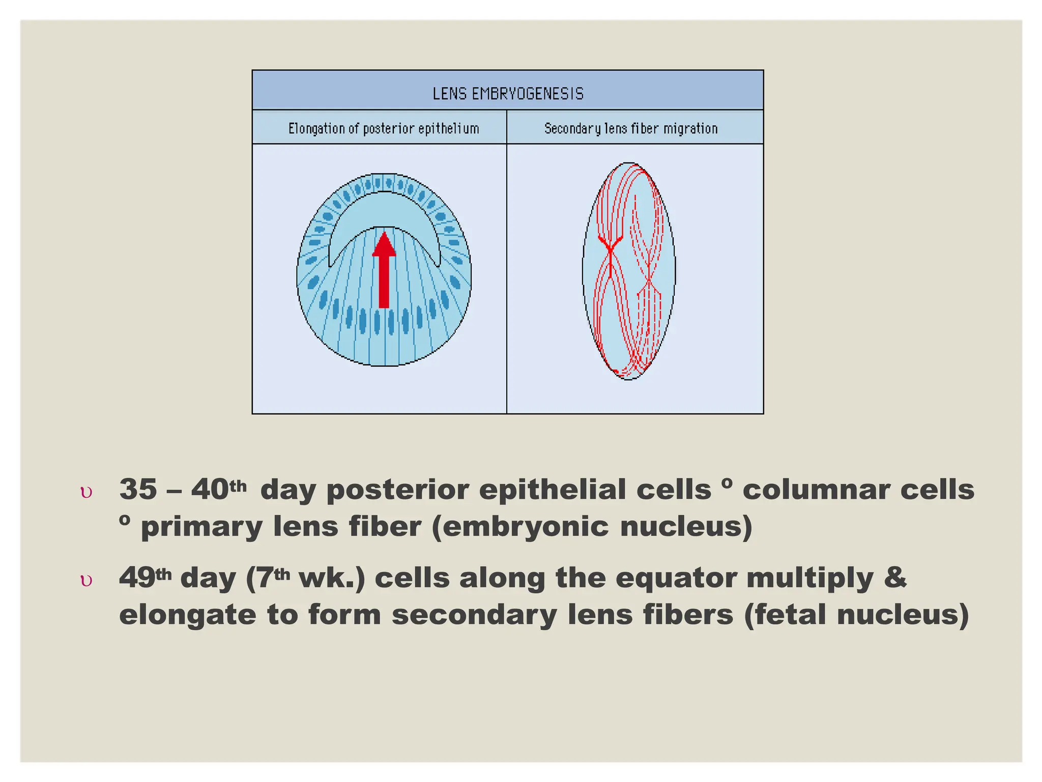 ANATOMY & EMBRYOLOGY OF LENS- Dr. Anuj Pawar.pptx