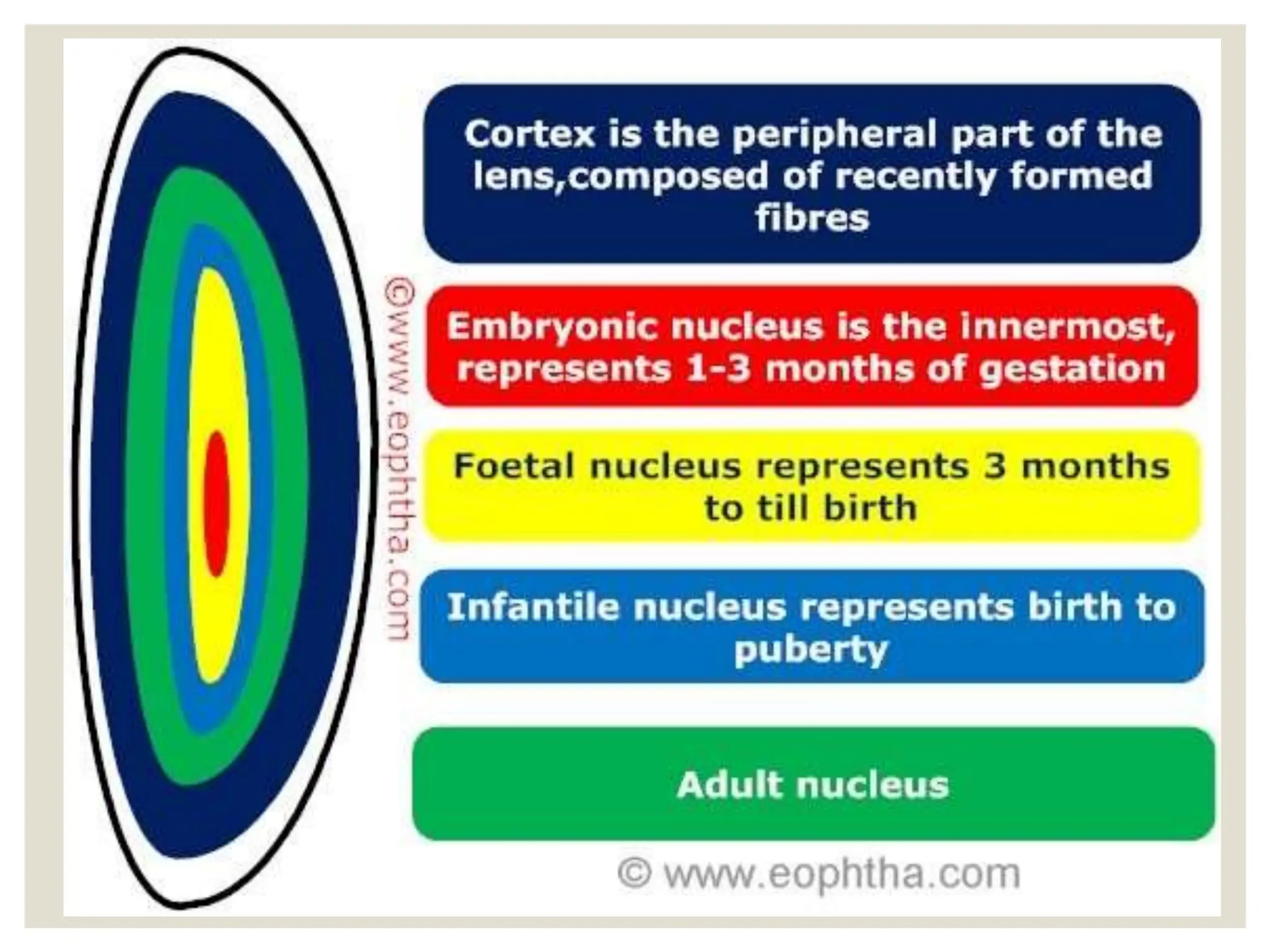 ANATOMY & EMBRYOLOGY OF LENS- Dr. Anuj Pawar.pptx
