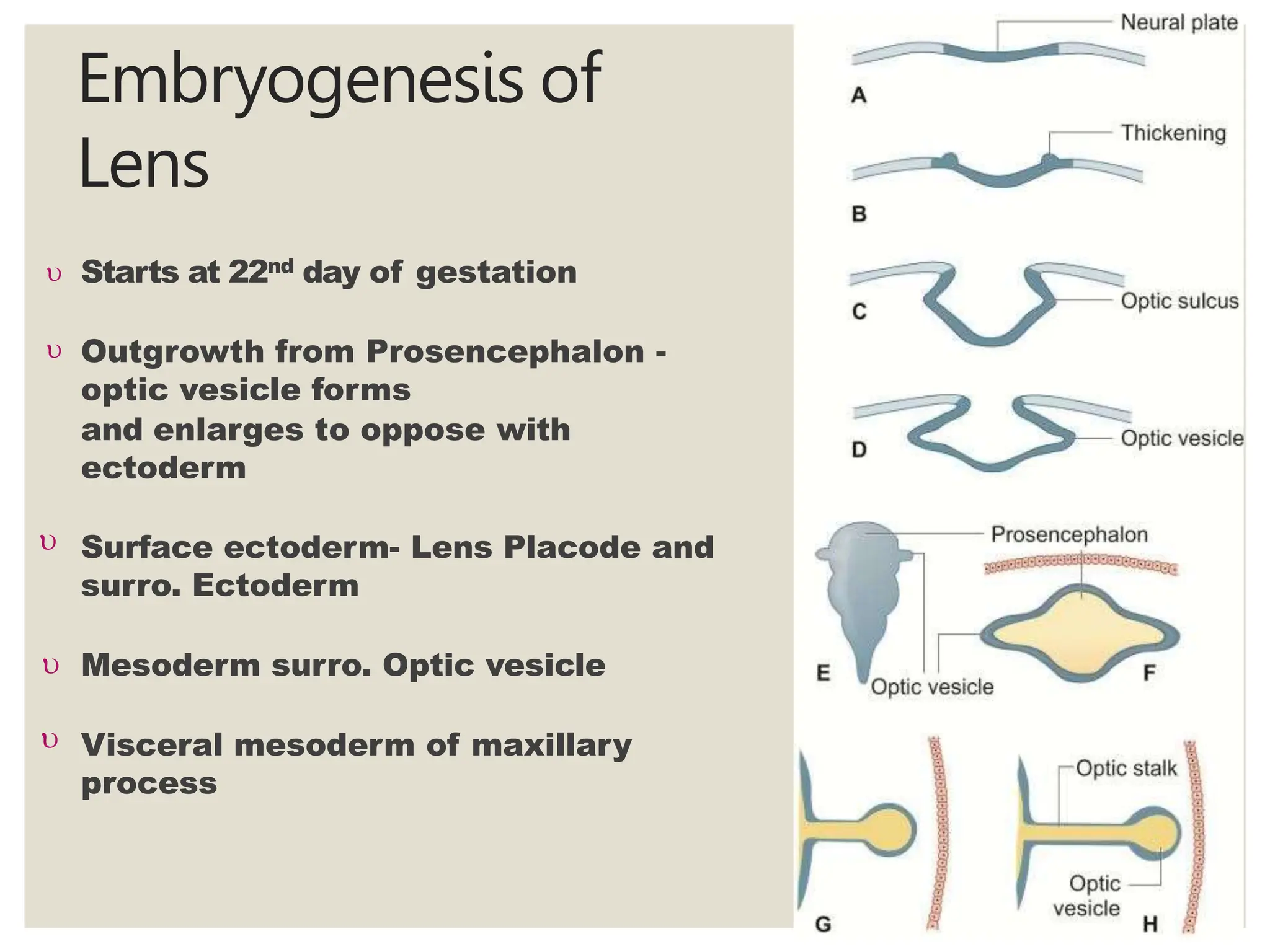 ANATOMY & EMBRYOLOGY OF LENS- Dr. Anuj Pawar.pptx