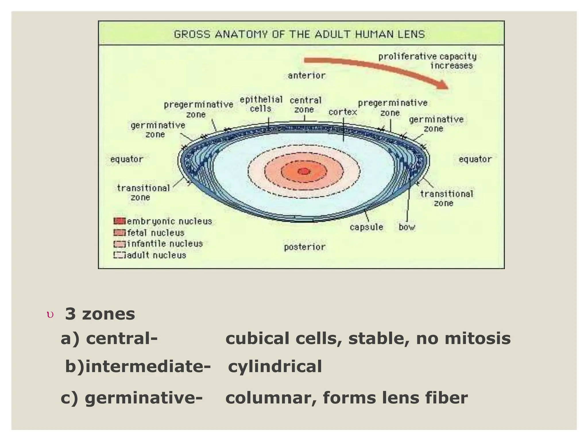 ANATOMY & EMBRYOLOGY OF LENS- Dr. Anuj Pawar.pptx