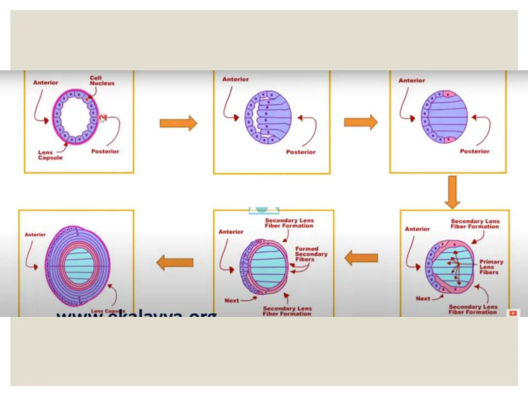 ANATOMY & EMBRYOLOGY OF LENS- Dr. Anuj Pawar.pptx