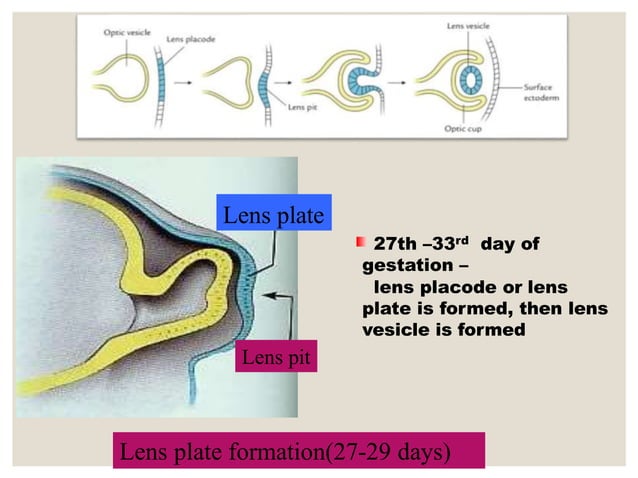 ANATOMY & EMBRYOLOGY OF LENS- Dr. Anuj Pawar.pptx