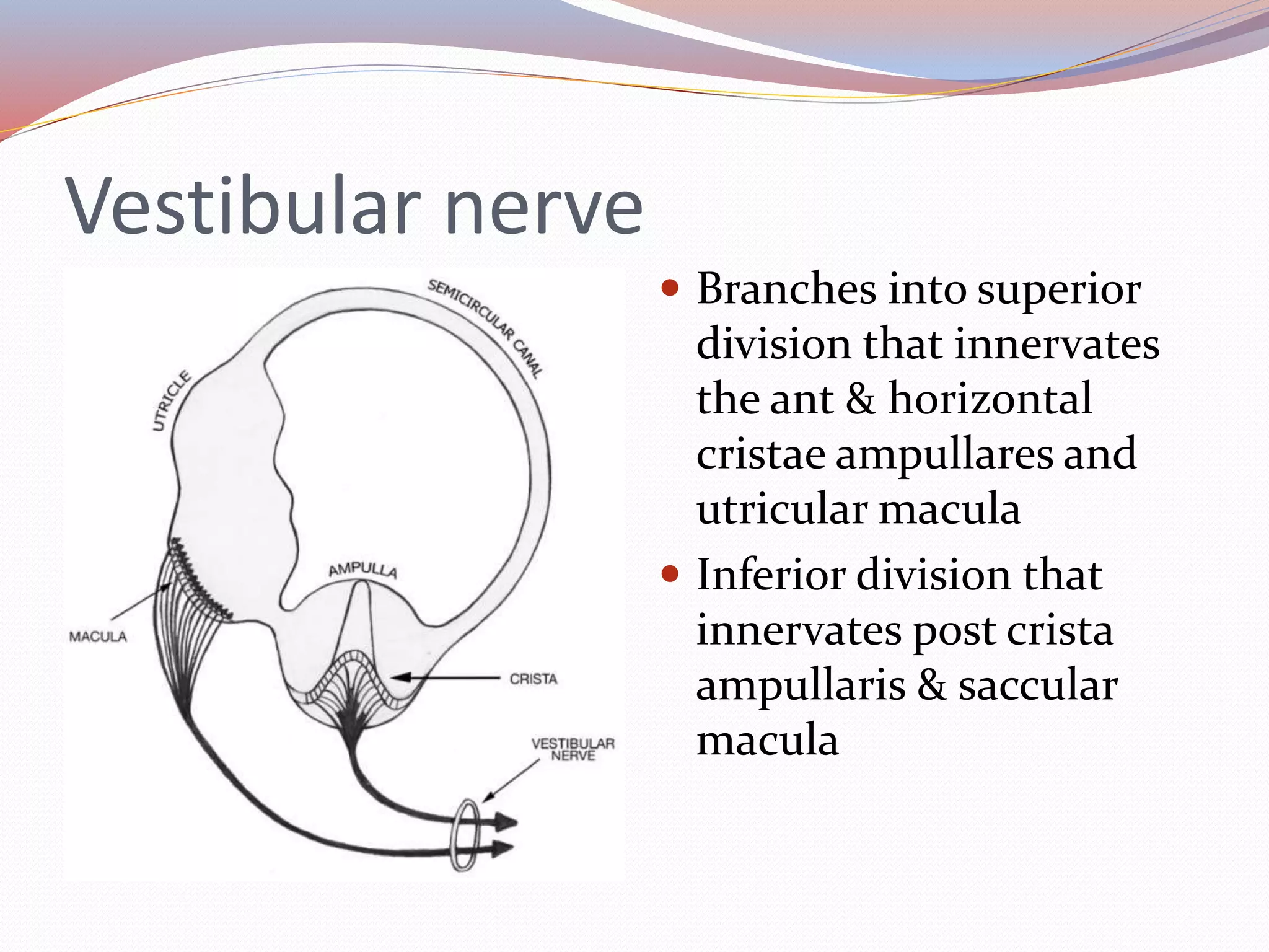 Anatomy & embryology of vestibular system | PPTX