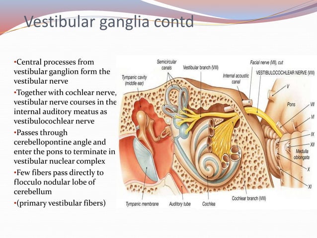 Anatomy & embryology of vestibular system | PPTX | Brain and Nervous ...