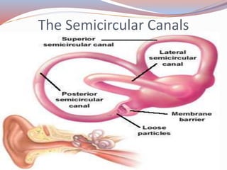 Anatomy & embryology of vestibular system | PPTX