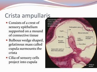 Anatomy & embryology of vestibular system | PPTX