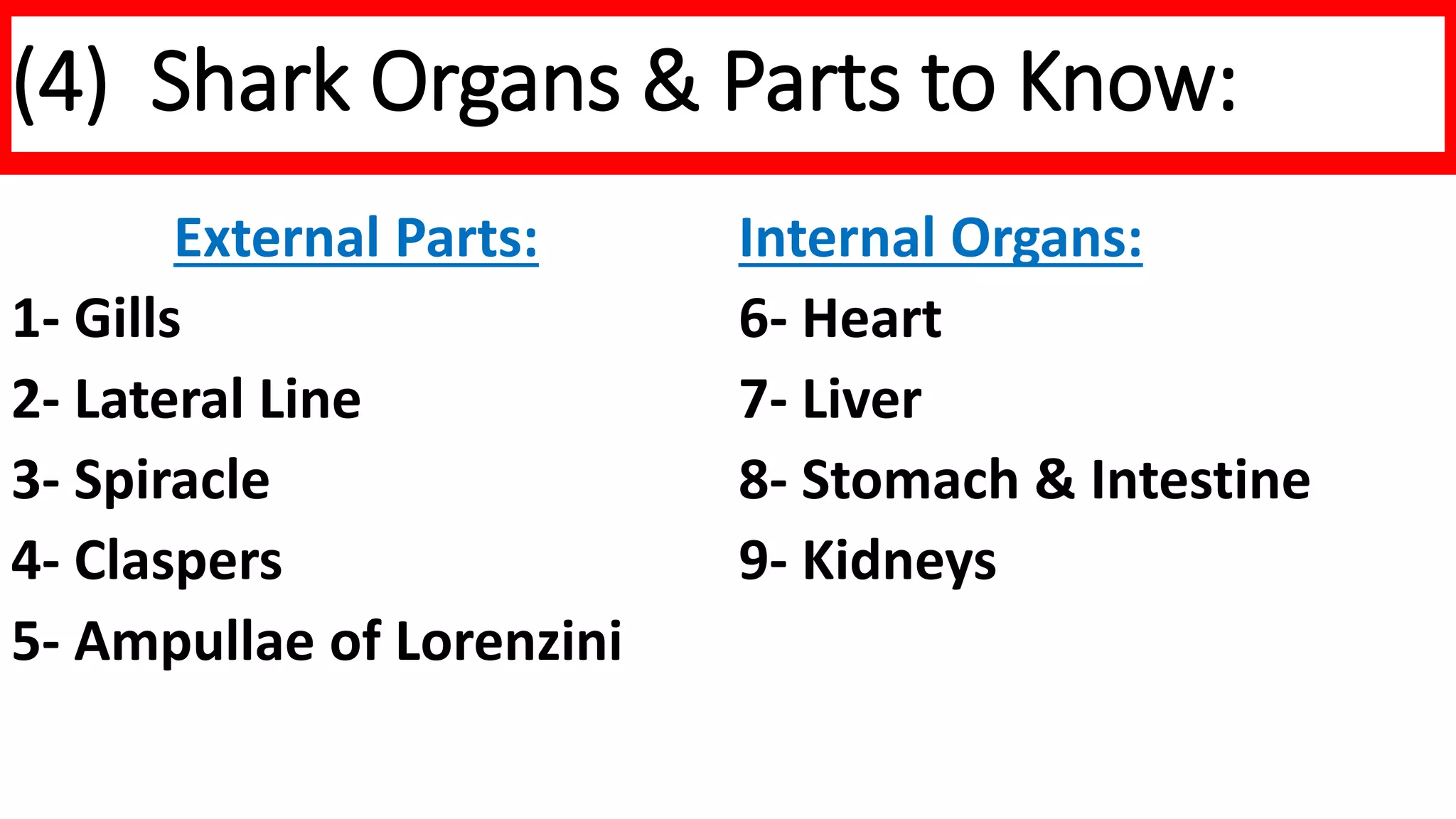 Anatomy Notes: End of Semester Dissections | PPTX