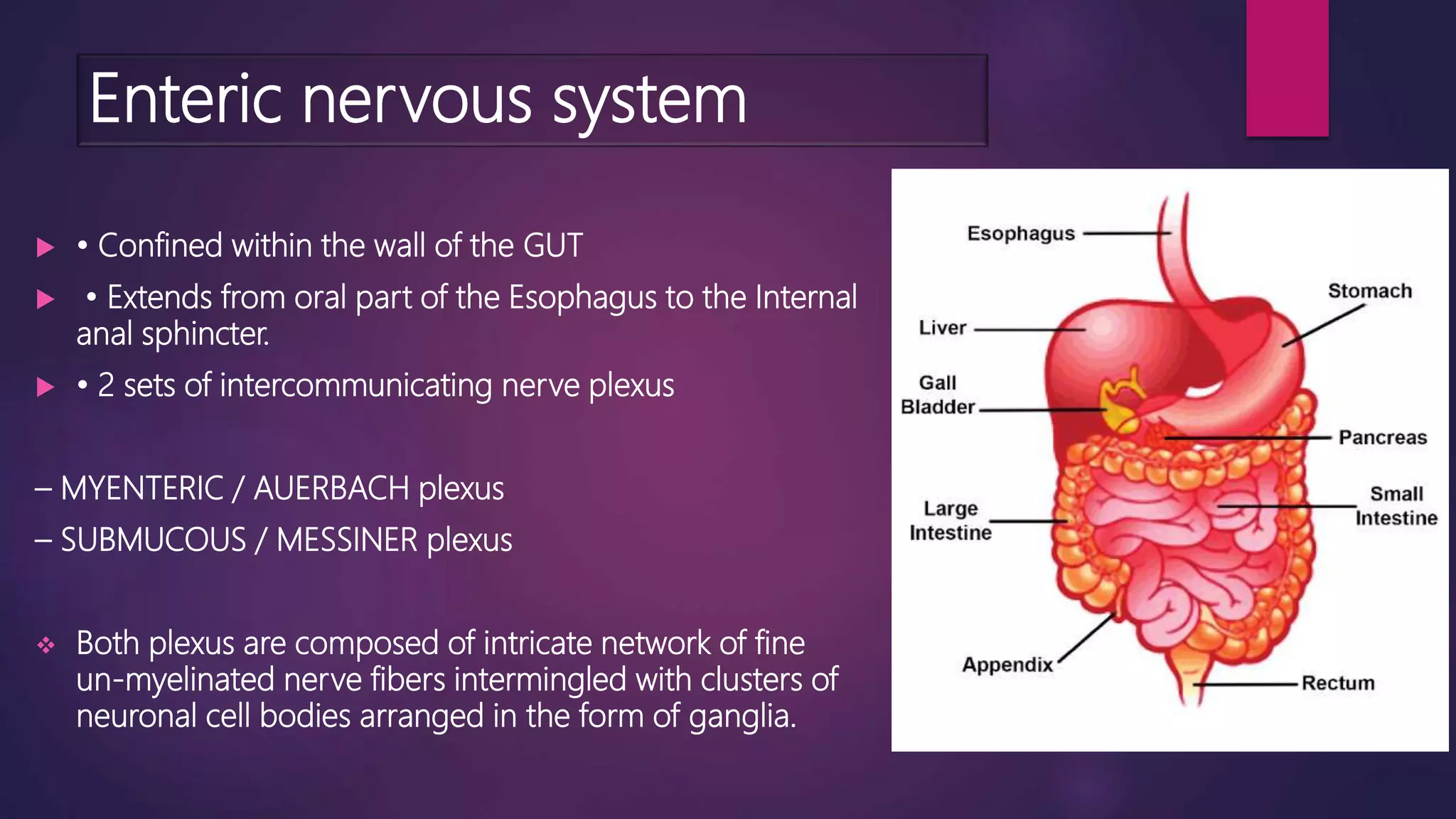 enteric-nervous-system-ppt-ppt