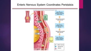 enteric nervous system ppt | PPTX