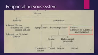 enteric nervous system ppt | PPTX