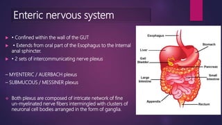 enteric nervous system ppt | PPT