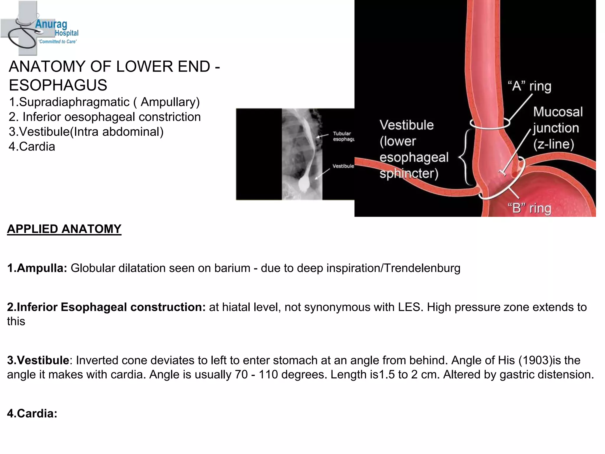 Surgical Anatomy of Esophagus | PPTX