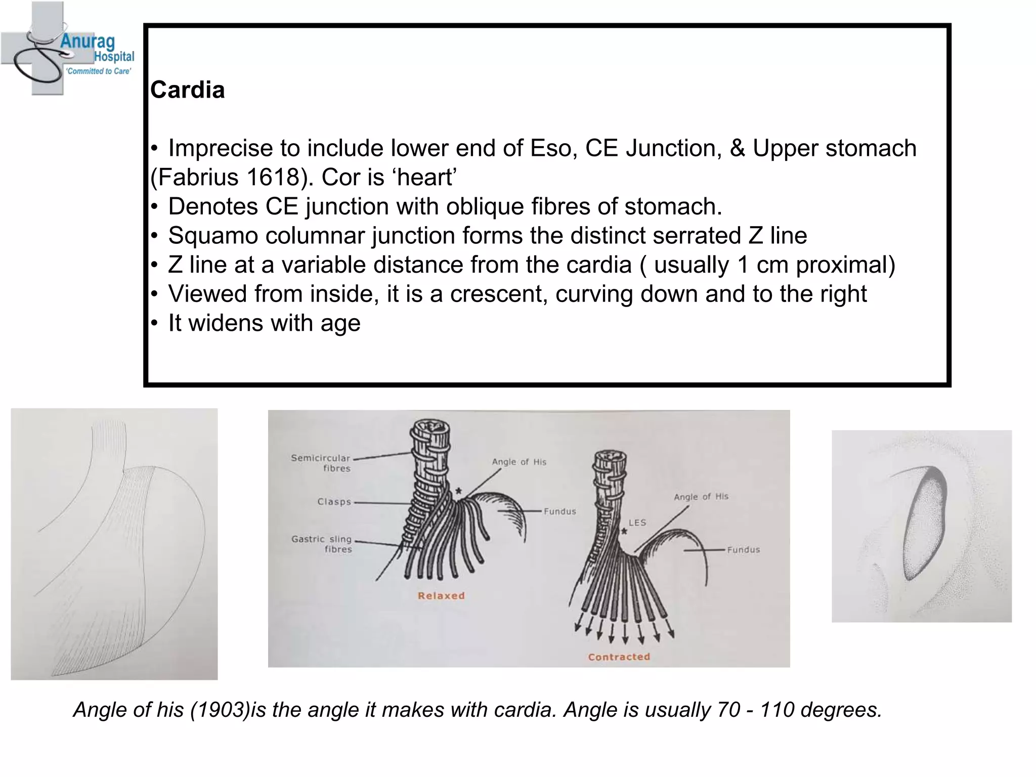 Surgical Anatomy of Esophagus | PPTX