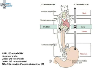 Surgical Anatomy of Esophagus | PPTX